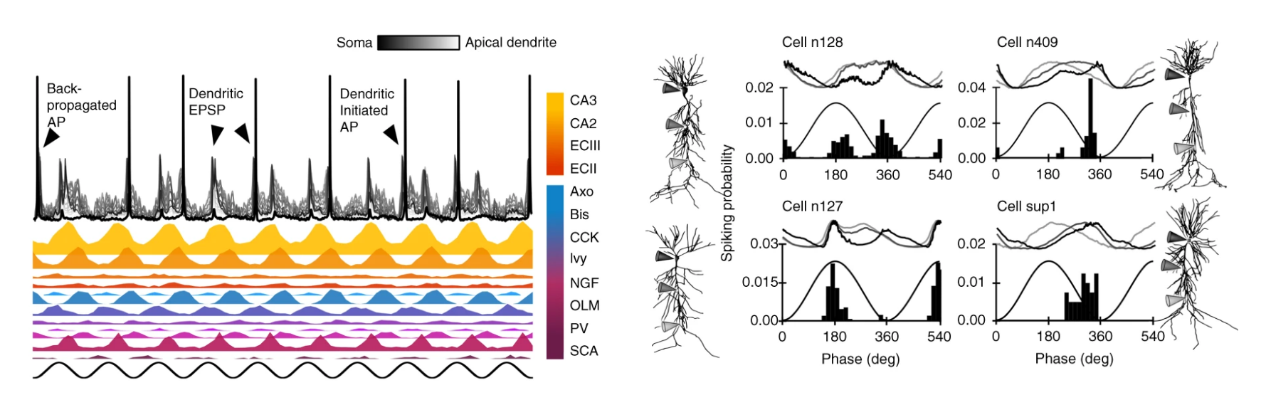 Realistic models of CA1 pyramidal cells | thelabcorner
